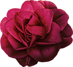 Flower – Marketing Agency